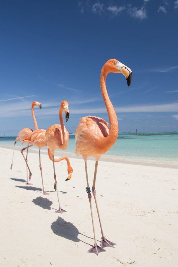 Bahamas Water Park & Luxury Resort | Baha Bay at Baha Mar Resort